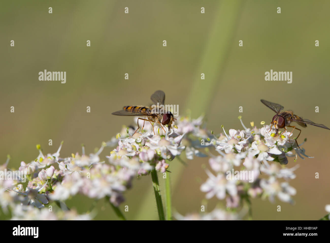 Sit flying hi-res stock photography and images - Alamy