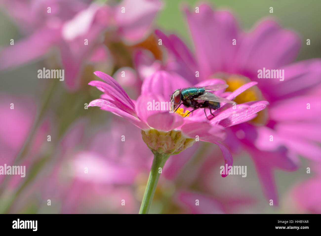 Sit flying hi-res stock photography and images - Alamy