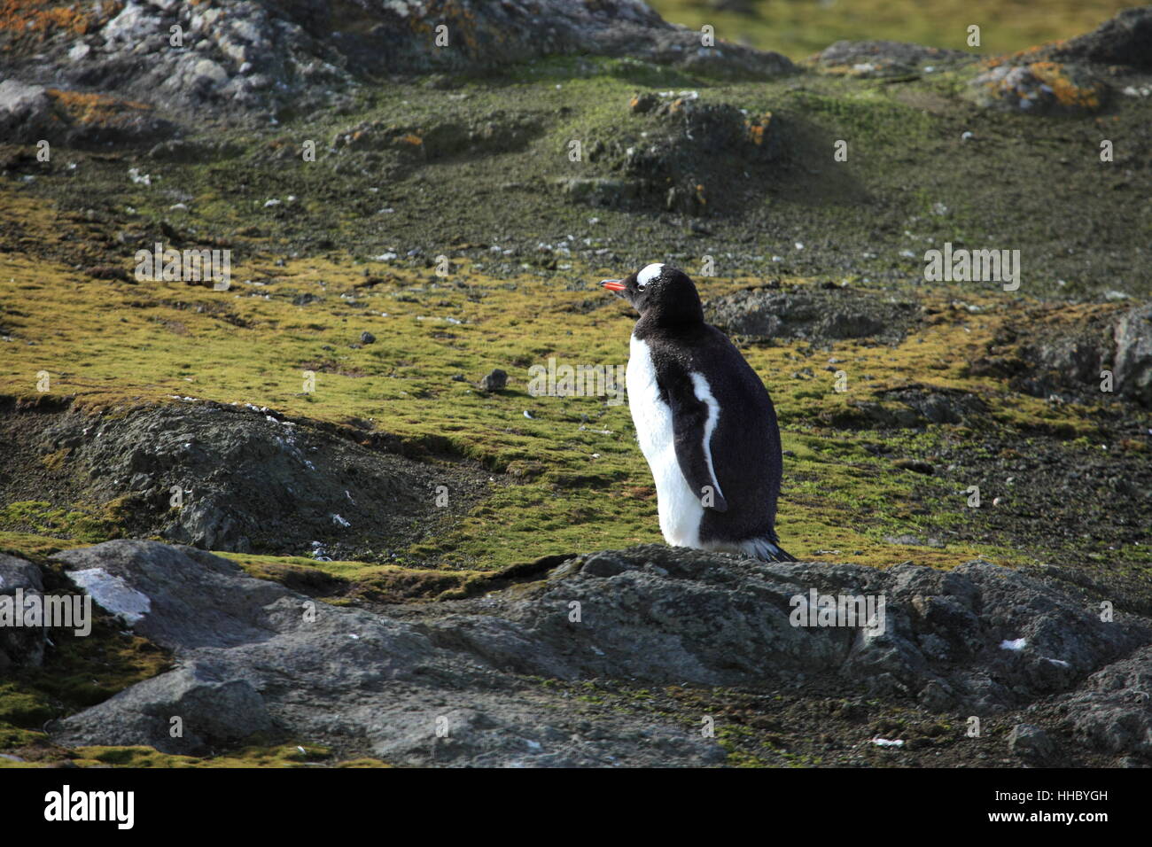 Pinguinkcken hi-res stock photography and images - Alamy
