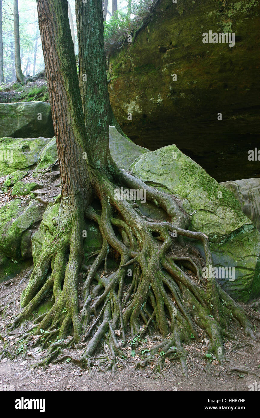 Family tree history lineage hi-res stock photography and images - Alamy