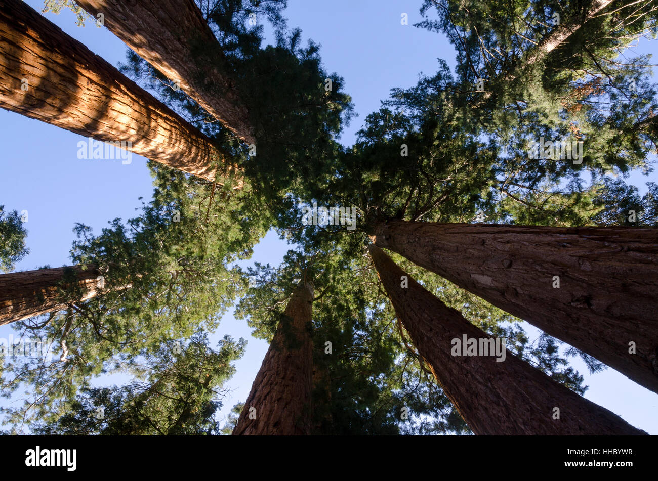 Giant sequoia tree branches hi-res stock photography and images - Alamy