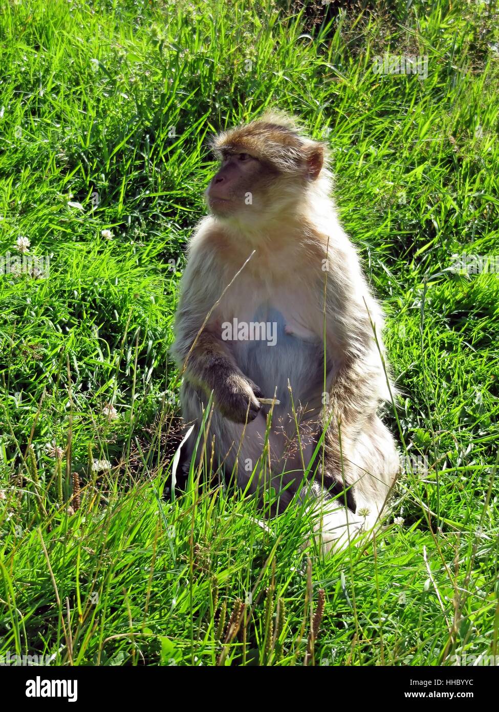 monkey, social, monkey, group, berberaffe, magot, makake ...