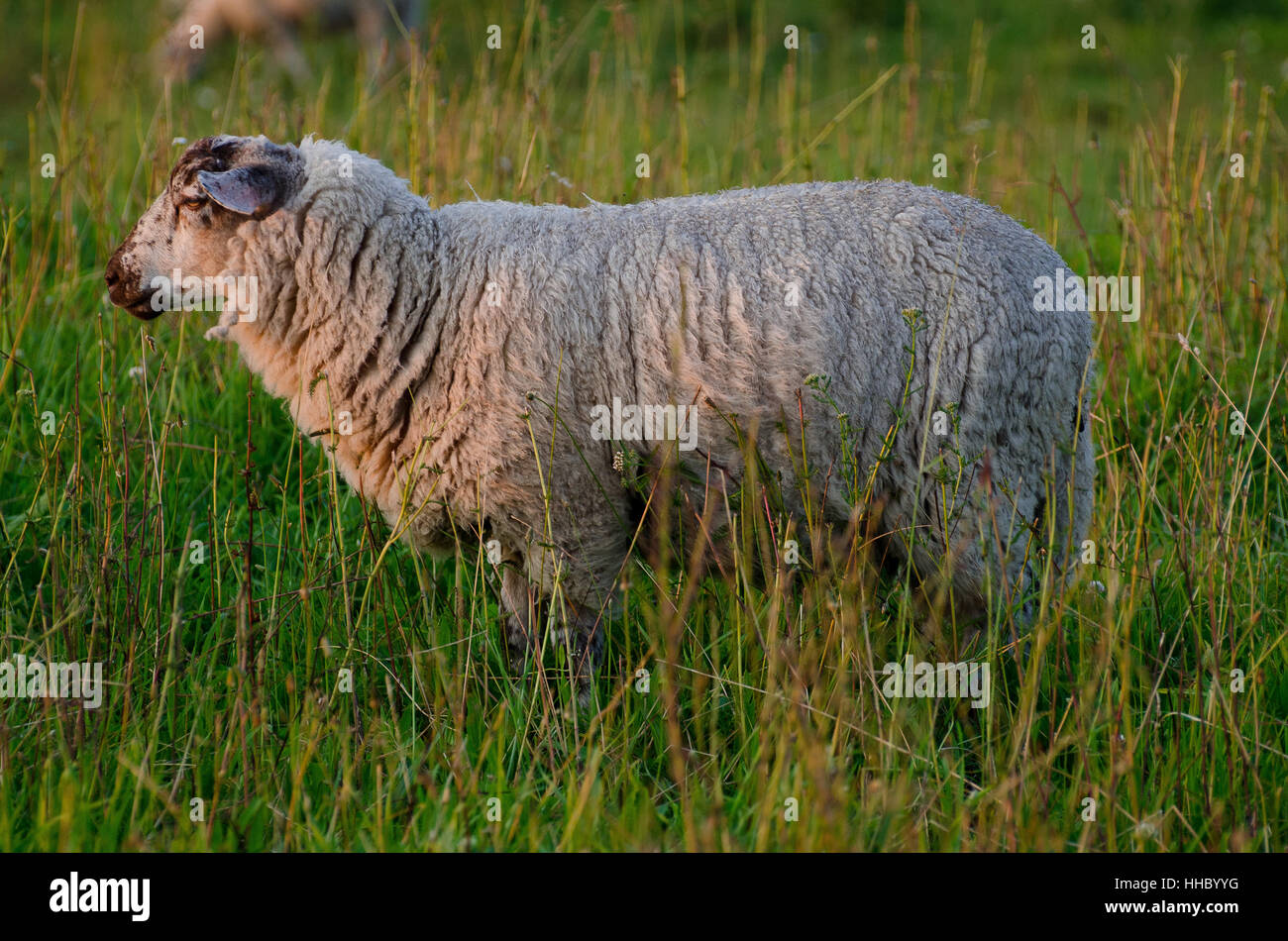 animal, buck, sheep (pl.), nature, willow, animal, animals, sheep ...