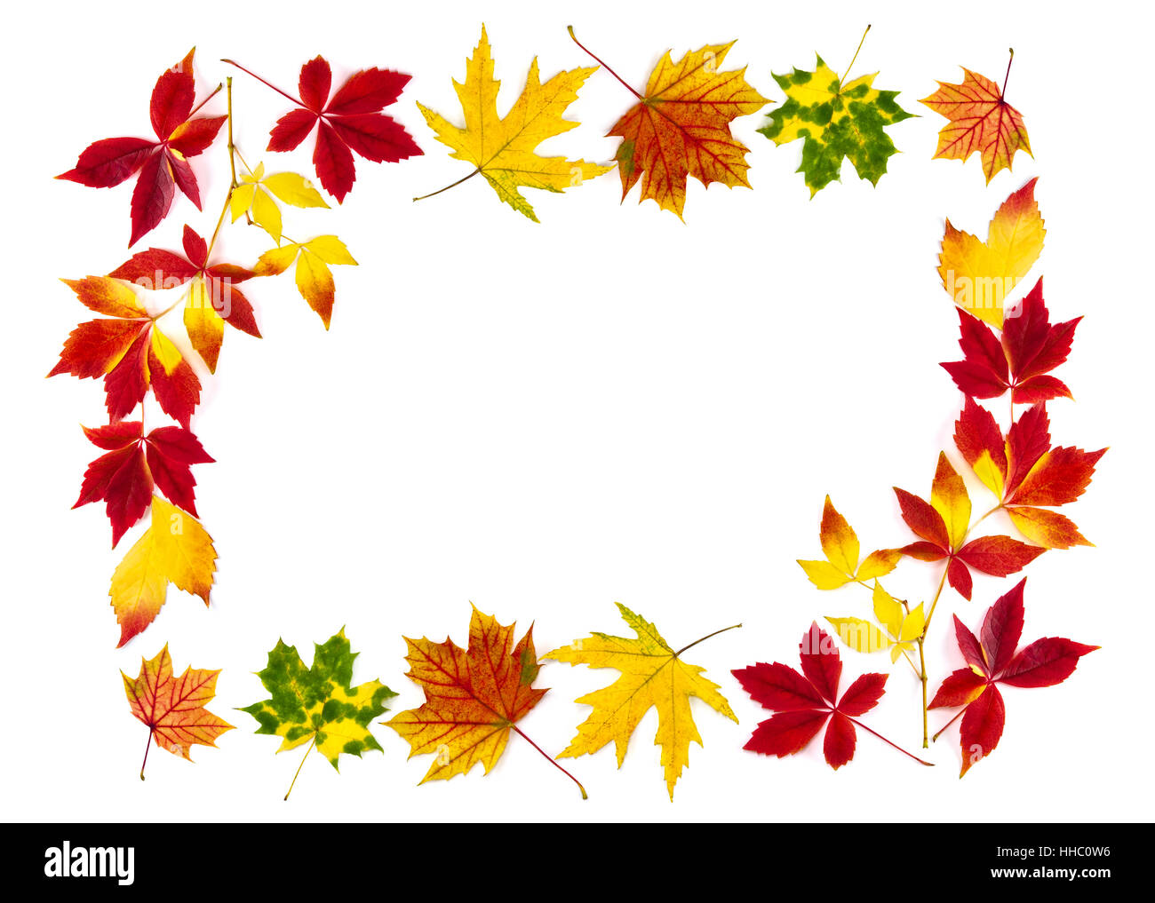 Elegant shapes of leaves hi-res stock photography and images - Alamy