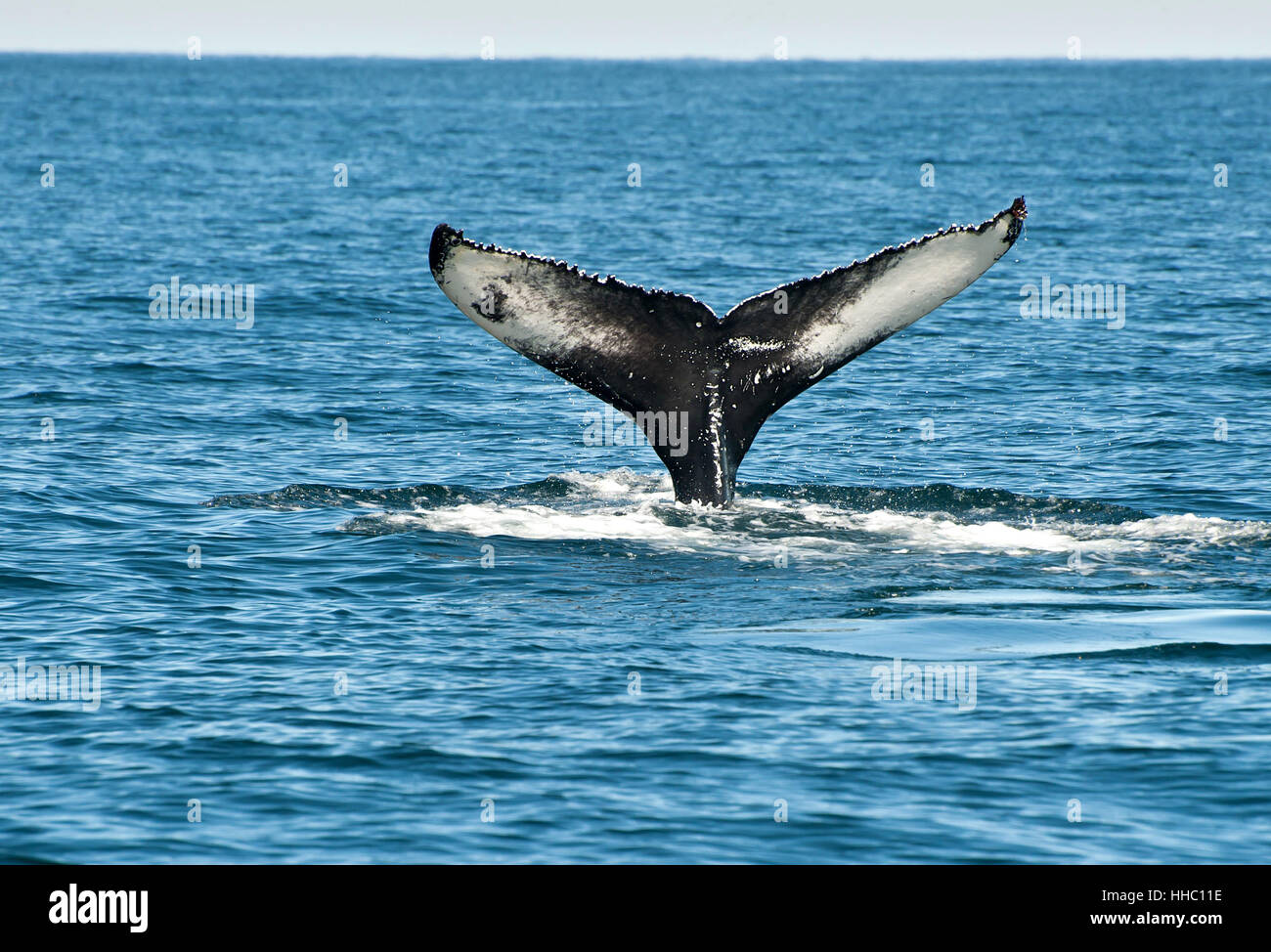 whale, salt water, sea, ocean, water, tale, blue, beautiful ...