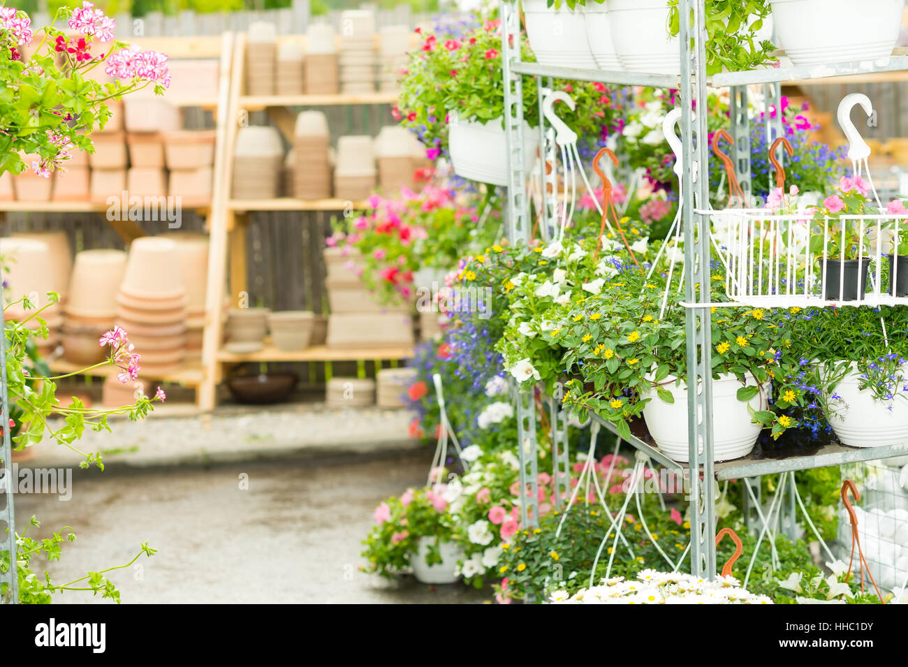 garden, bloom, blossom, flourish, flourishing, flower, flowers, plant ...