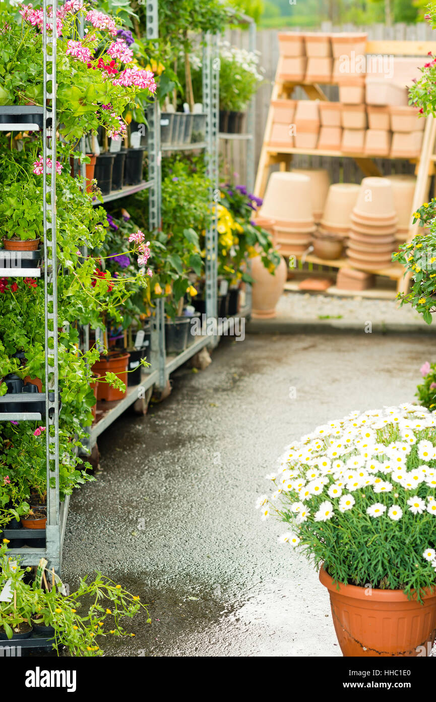 garden, bloom, blossom, flourish, flourishing, flower, flowers, plant ...