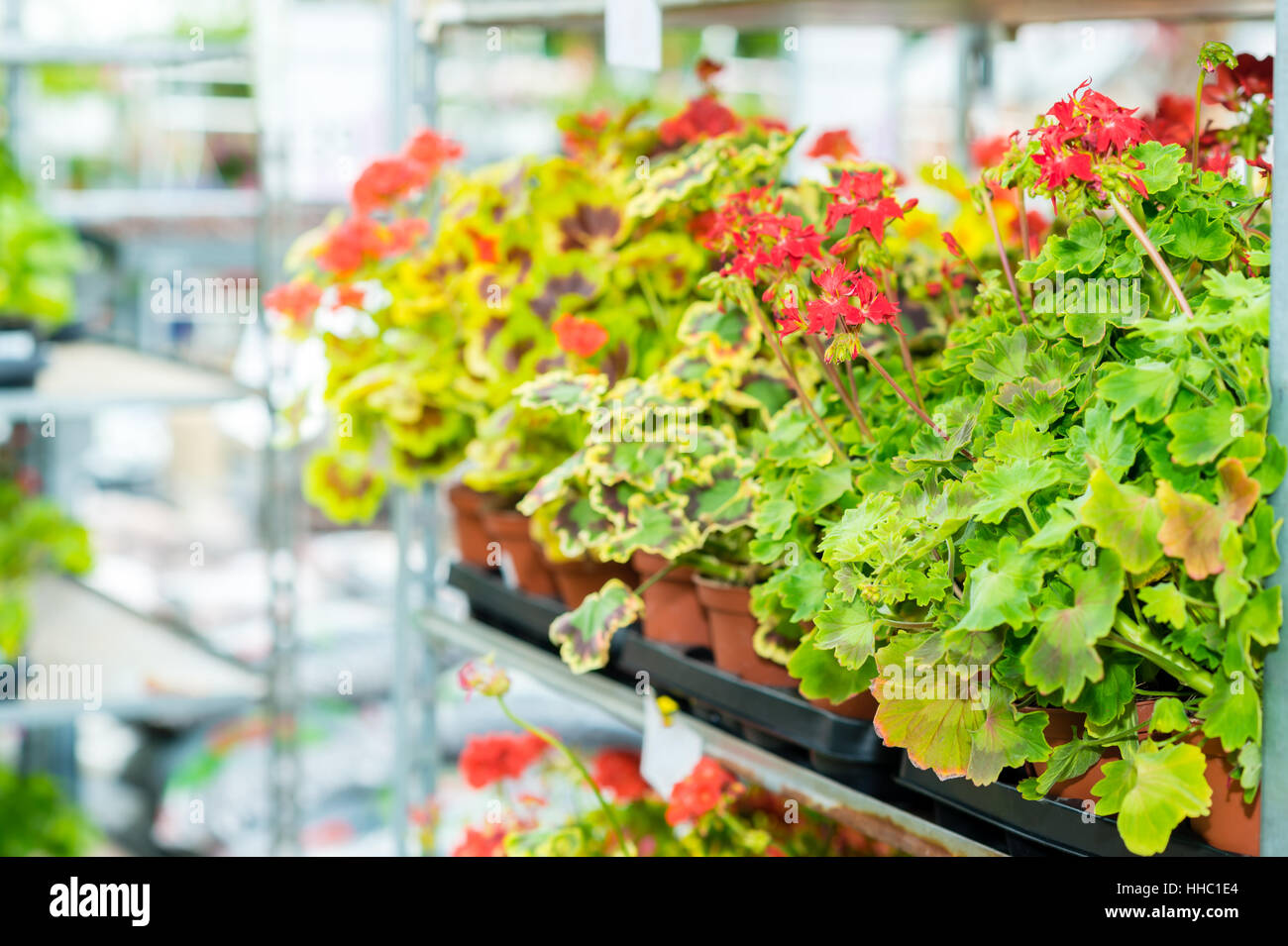 garden, bloom, blossom, flourish, flourishing, flower, flowers, plant ...