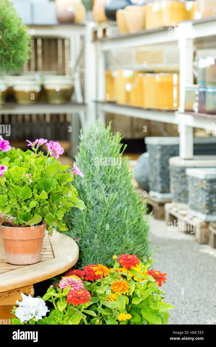 garden, bloom, blossom, flourish, flourishing, flower, flowers, plant ...