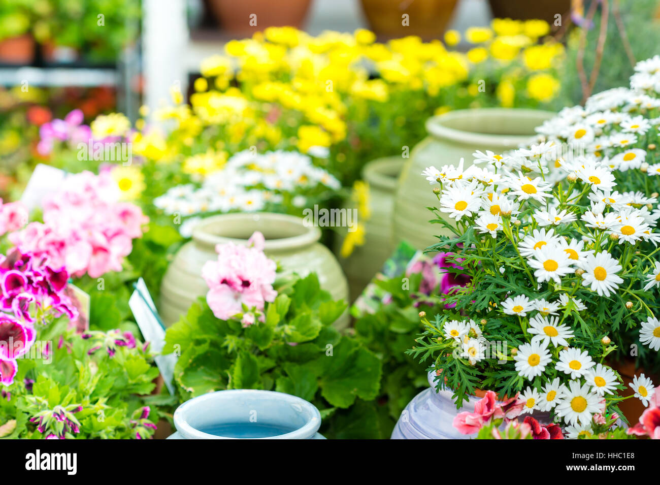 garden, bloom, blossom, flourish, flourishing, flower, flowers, plant ...