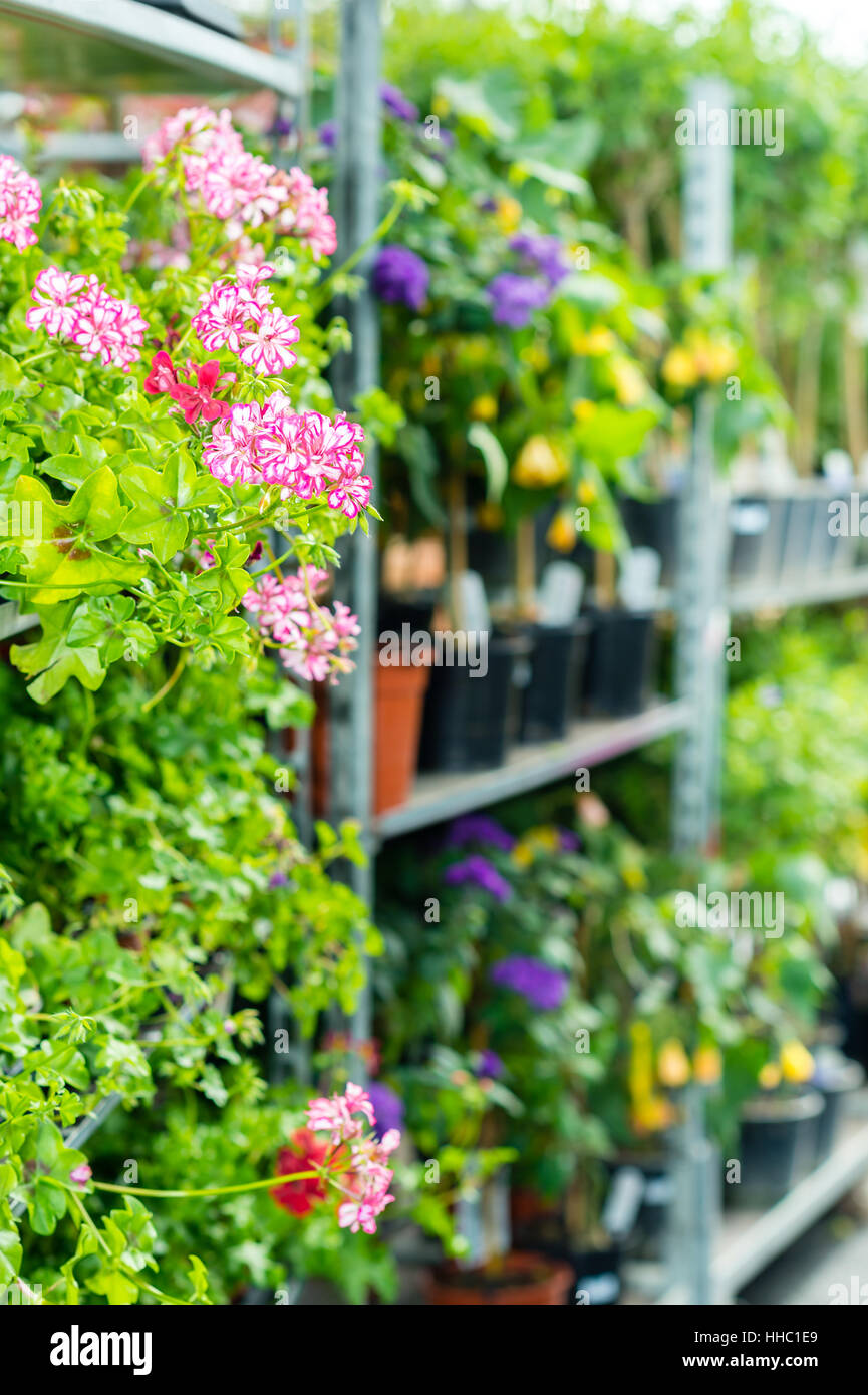 garden, bloom, blossom, flourish, flourishing, flower, flowers, plant ...