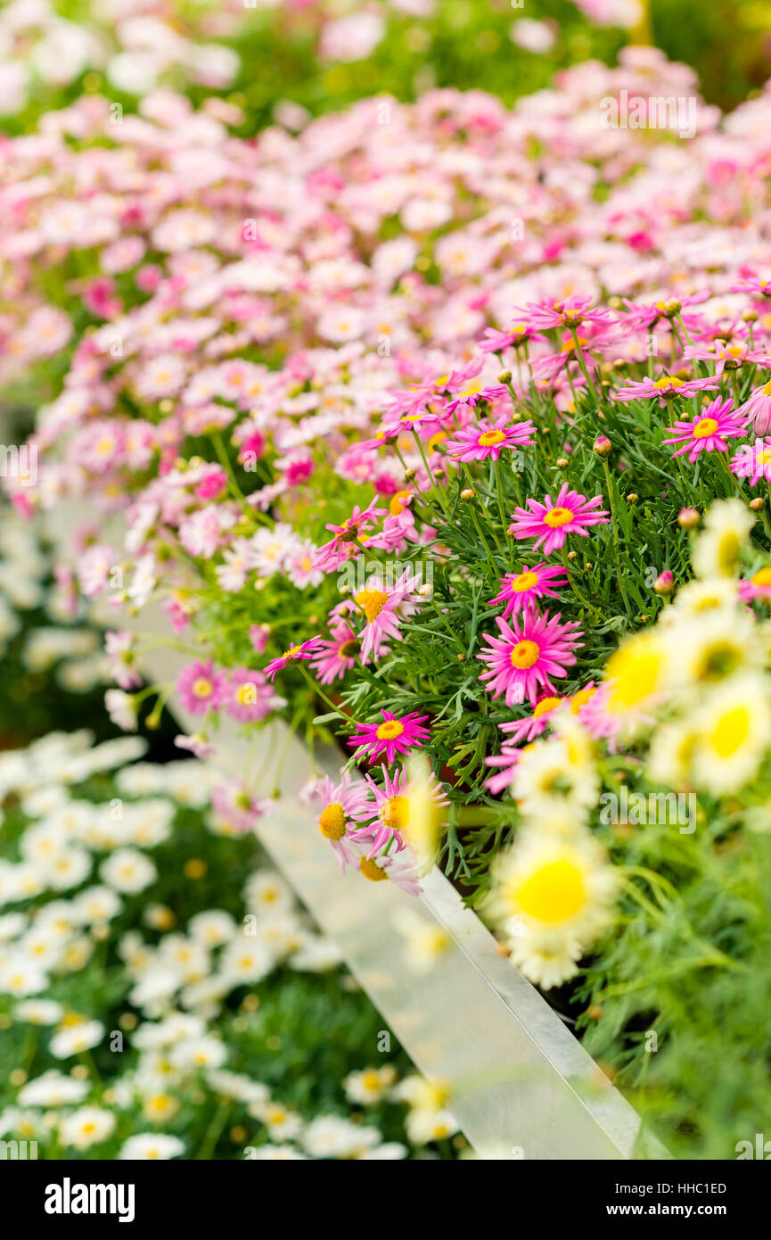 garden, bloom, blossom, flourish, flourishing, flower, flowers, plant ...