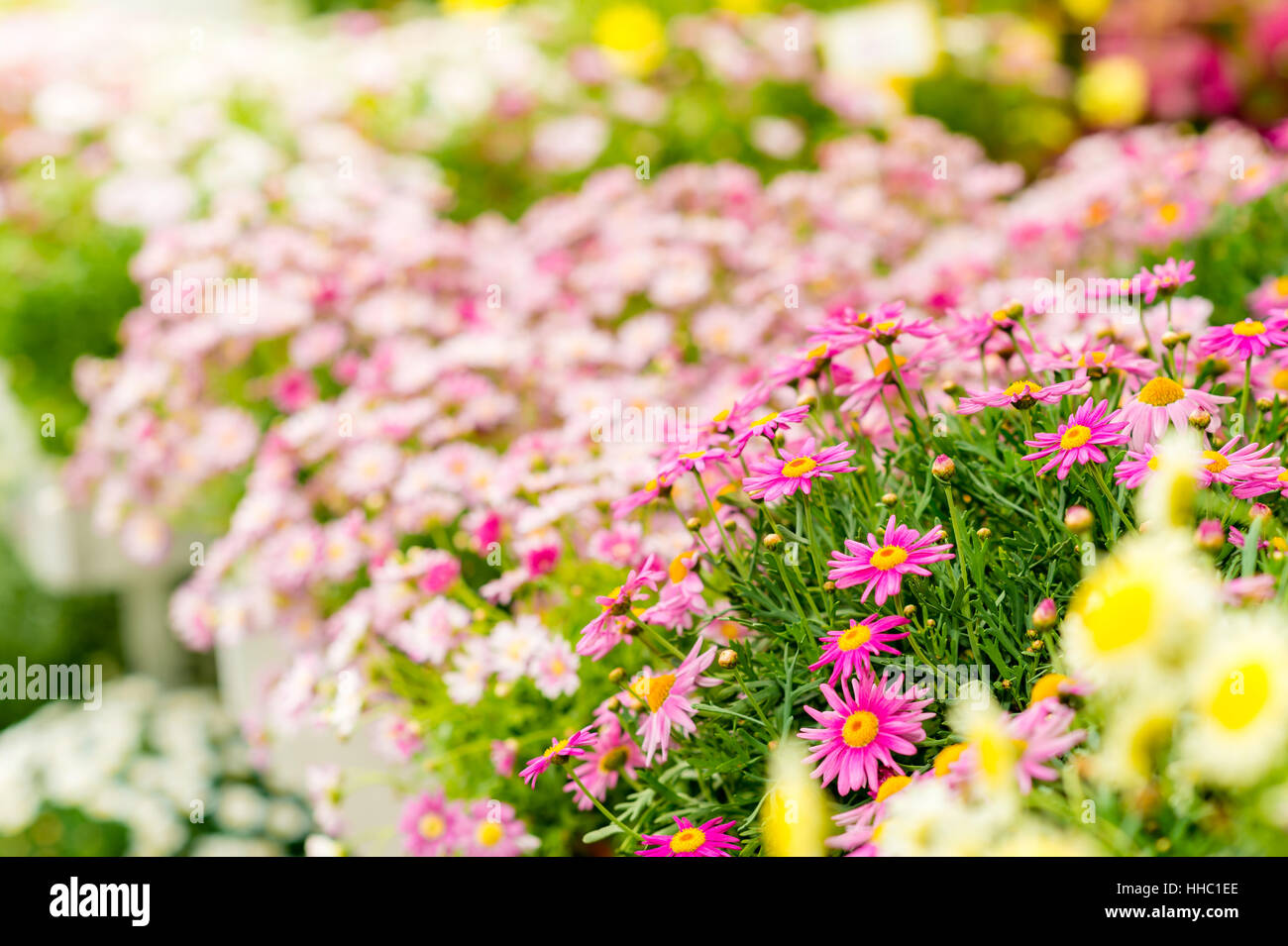 garden, bloom, blossom, flourish, flourishing, flower, flowers, plant ...