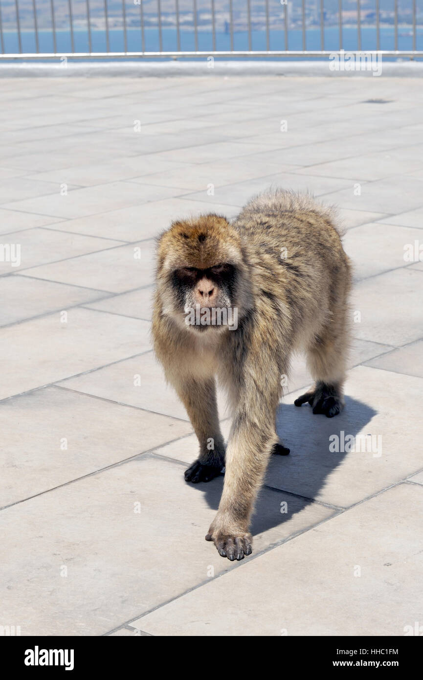 monkey in gibraltar Stock Photo - Alamy