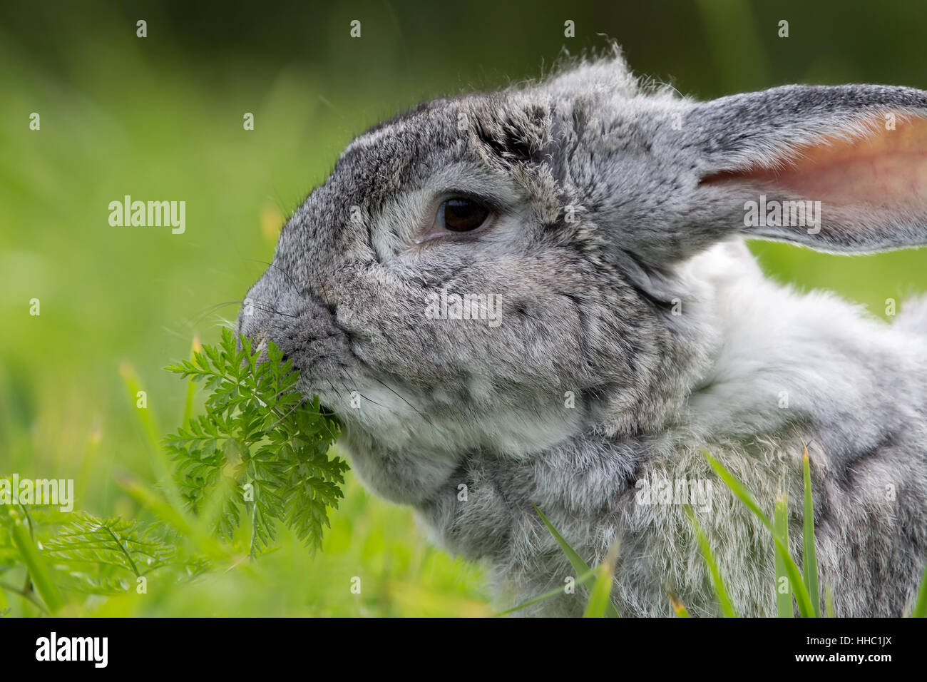 animal, field, summer, summerly, rodent, rabbit, free, meadow, grass ...