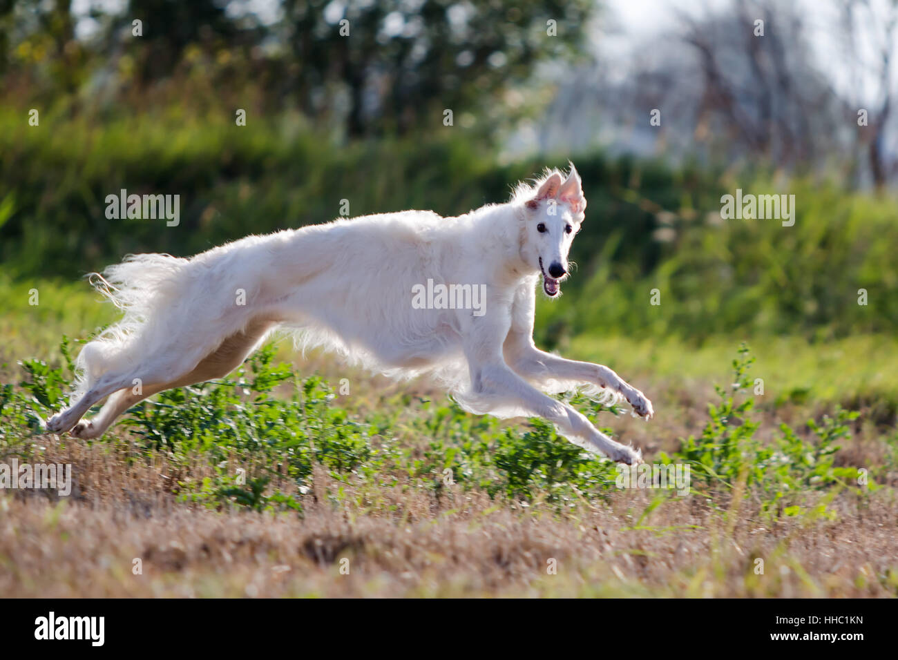 animal, pet, field, summer, summerly, dog, hunt, russian, hound, meadow ...