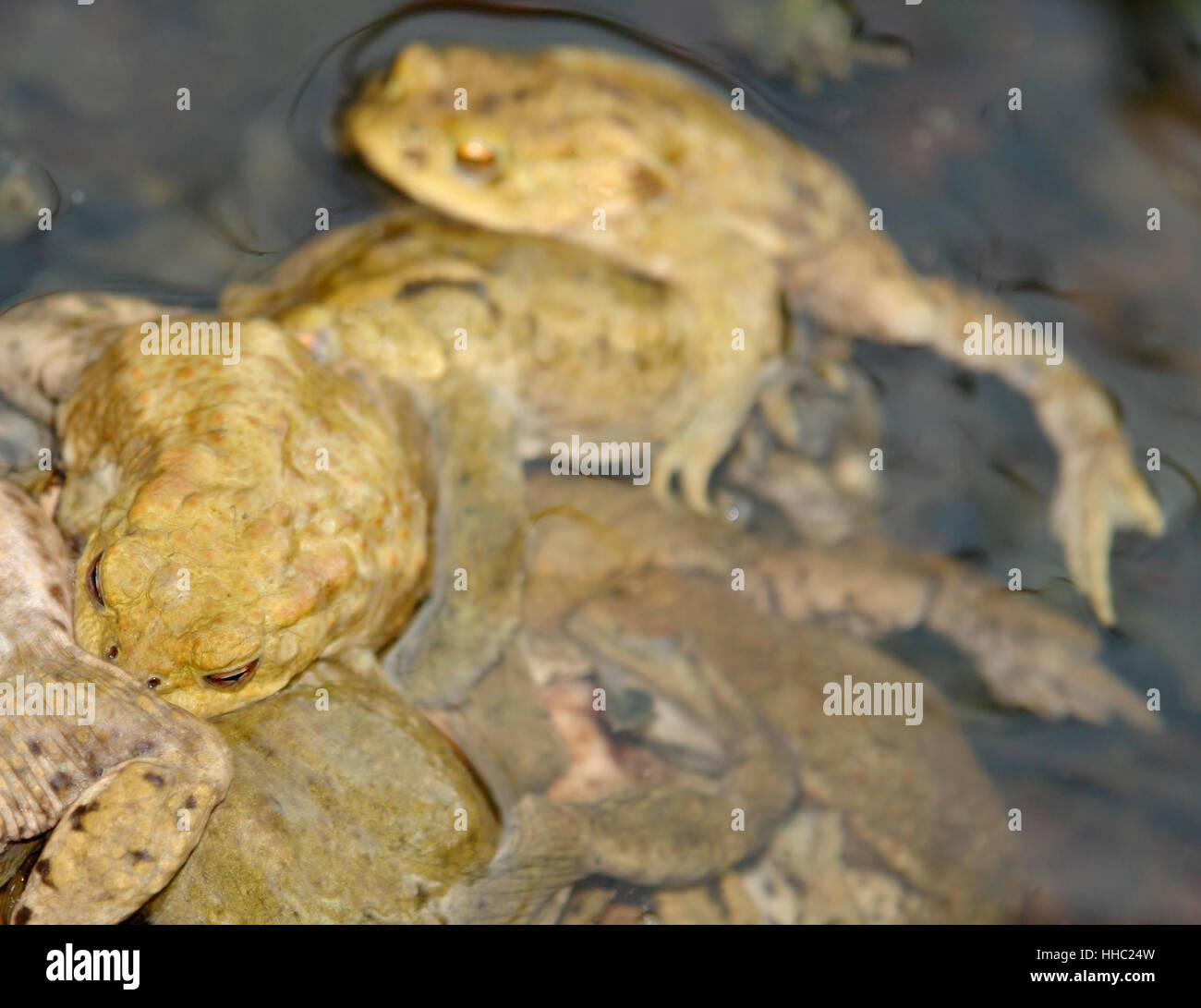 lots of common toads at pairing season in a pond Stock Photo - Alamy