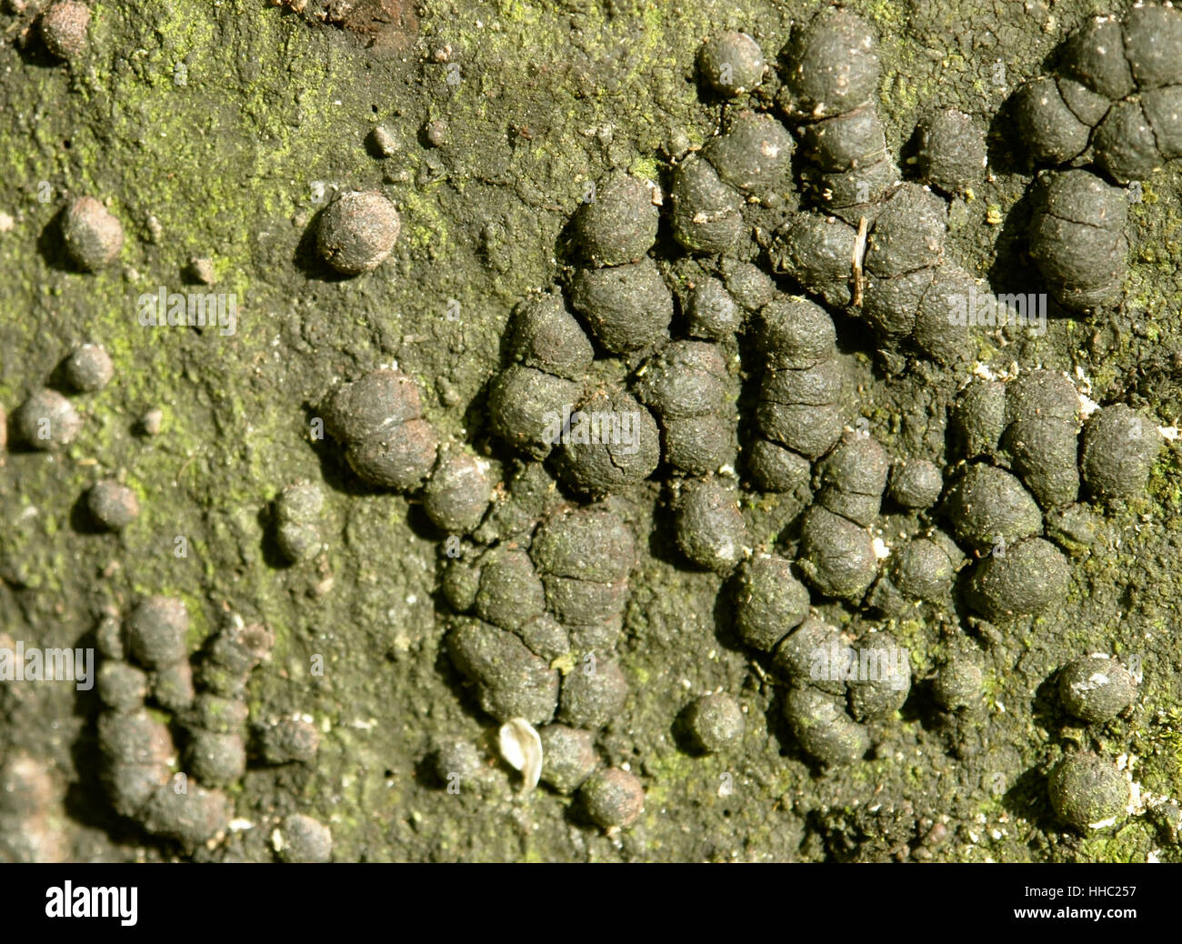 macro, close-up, macro admission, close up view, tree, wood, bark ...