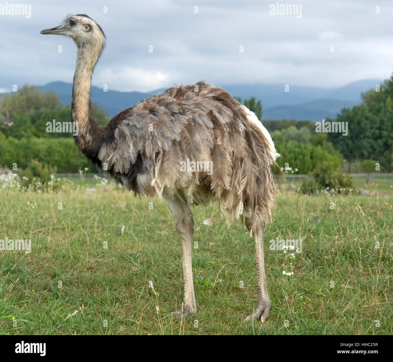 outdoor shot of a bird named "Greater Rhea" at summer time in cloudy ...