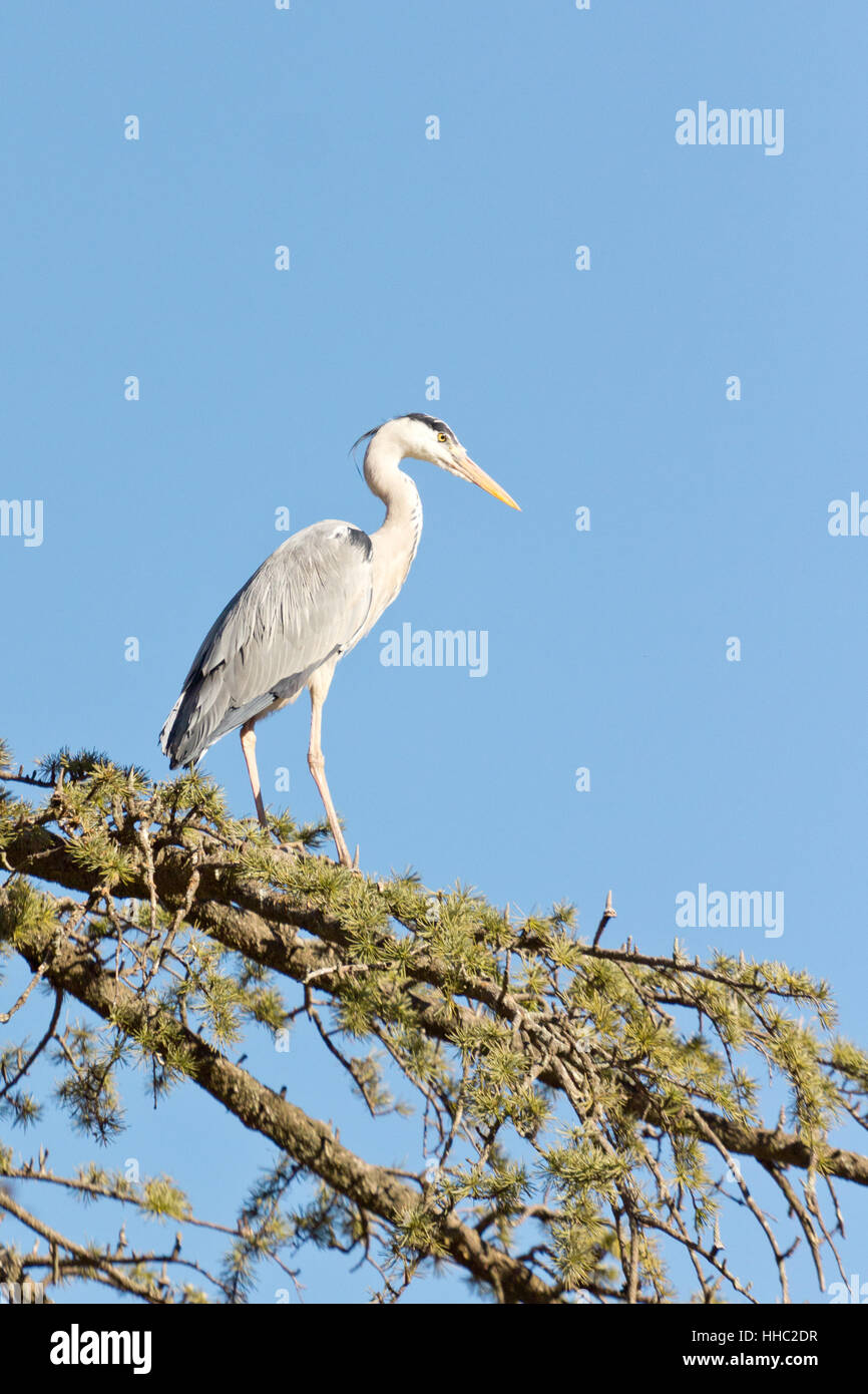 flight, animal, bird, feathers, wildlife, side view, crane, wings, fly ...