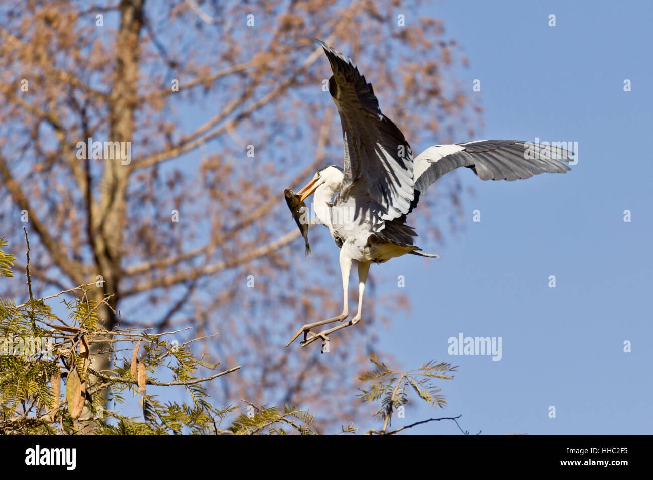 flight, animal, bird, wing, crane, fly, flies, flys, flying, food ...