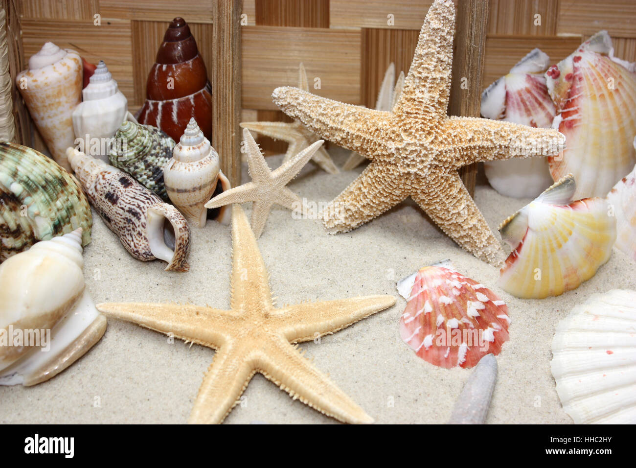 beach, seaside, the beach, seashore, sandy beach, starfish, sea animals ...