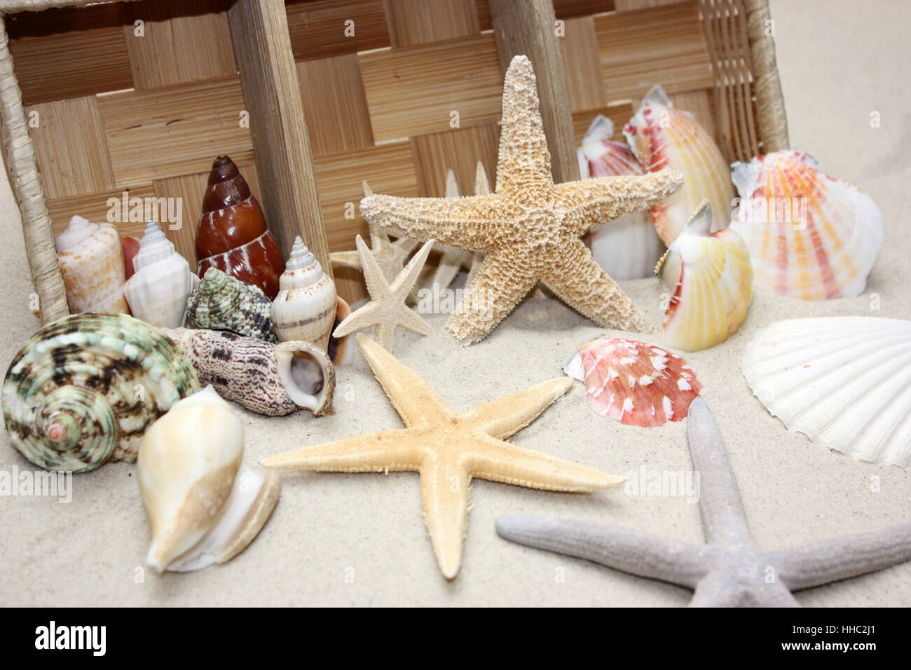 beach, seaside, the beach, seashore, sandy beach, starfish, sea animals ...