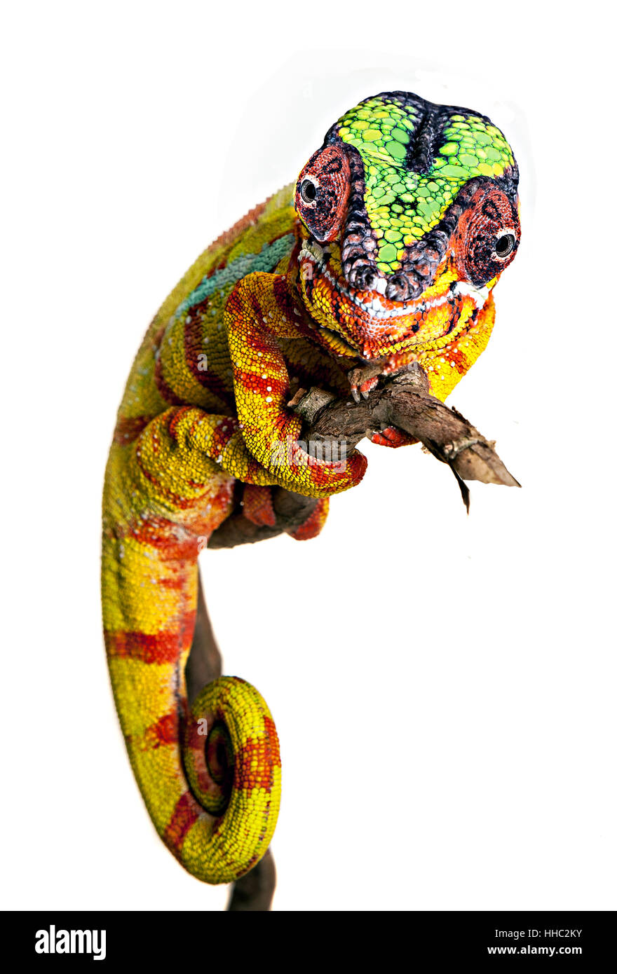 animal, lizard, animals, coloured, colourful, gorgeous, multifarious ...