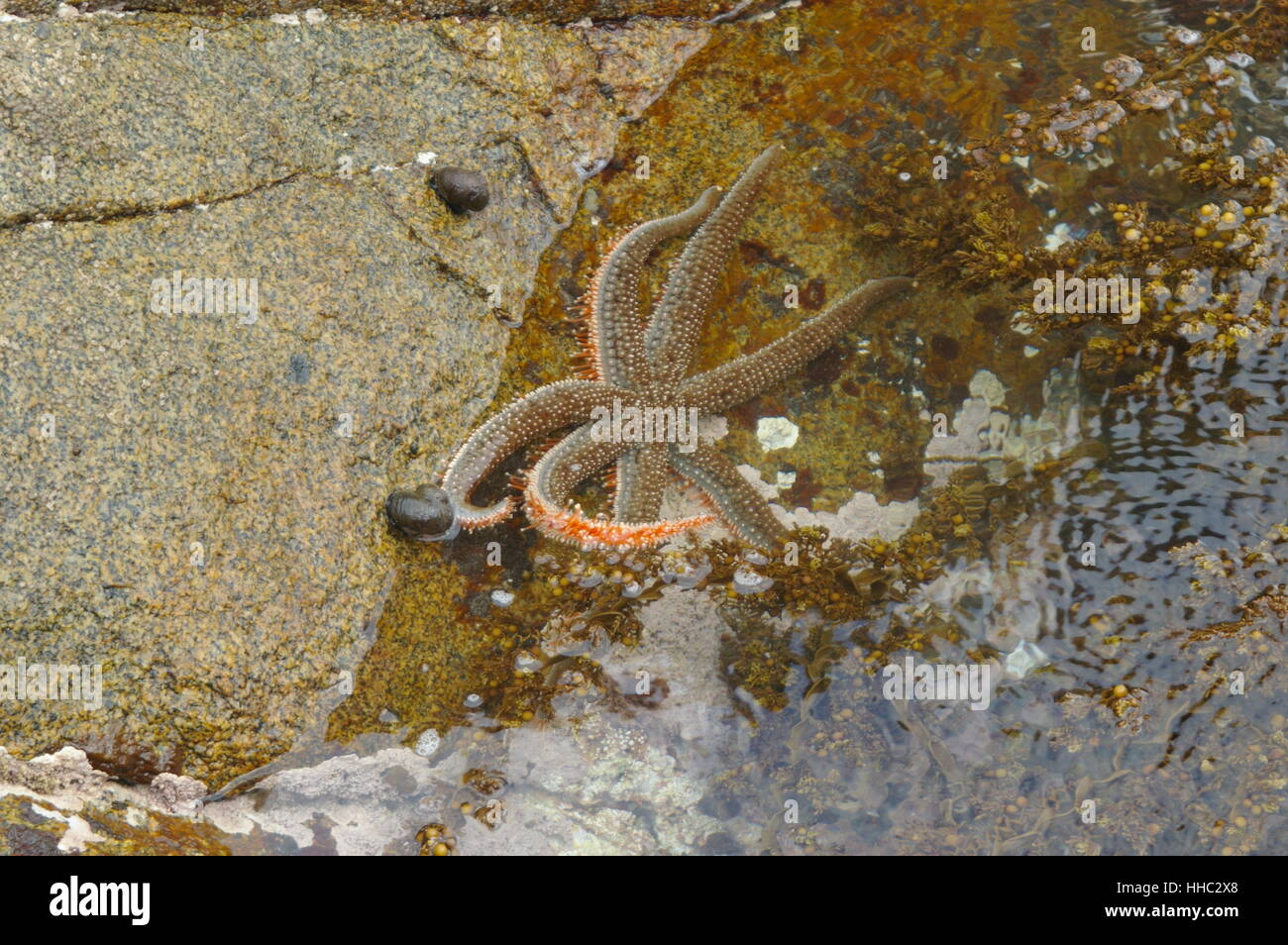 Sea star underwater hi-res stock photography and images - Alamy