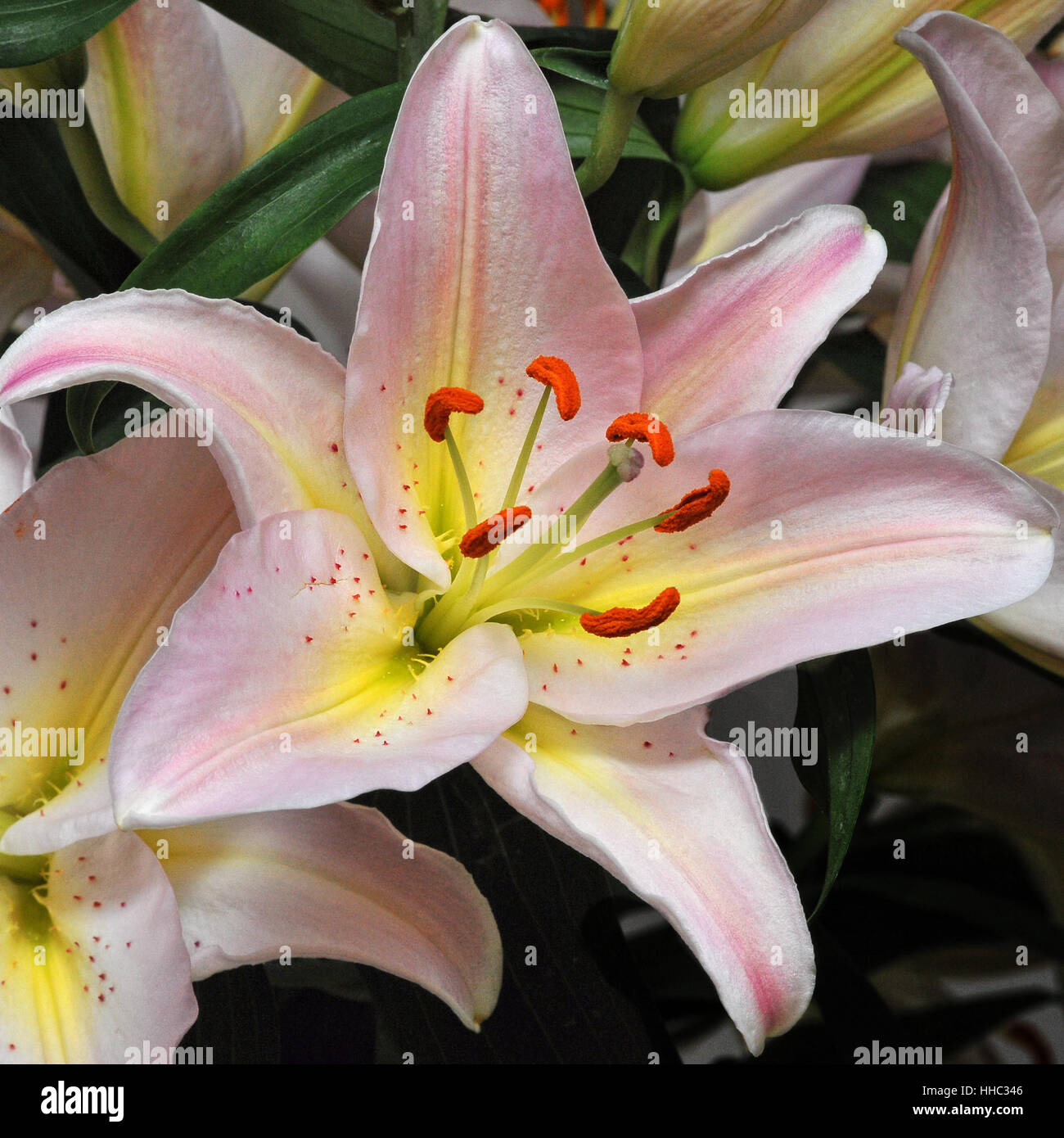 flower, flowers, plant, pollen, lilies, nature, flower, flowers, plant ...