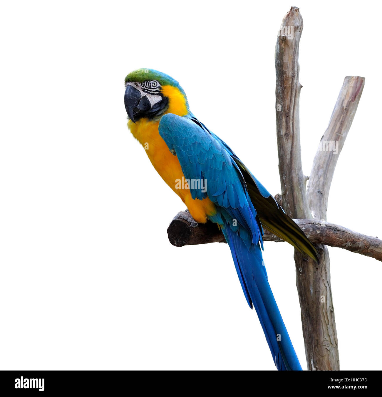 blue, park, animal, bird, fauna, colorful, parrot, blue, isolated, park ...