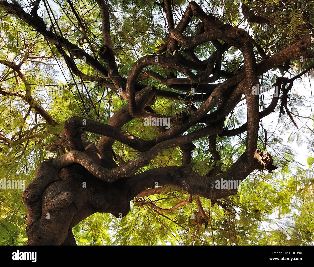 big, large, enormous, extreme, powerful, imposing, immense, relevant ...