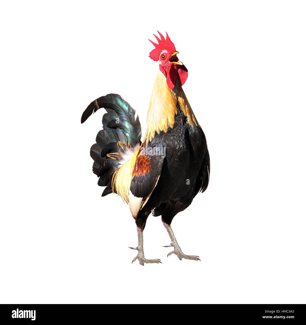 Colorful Rooster Isolated On White Background Stock Photo - Alamy