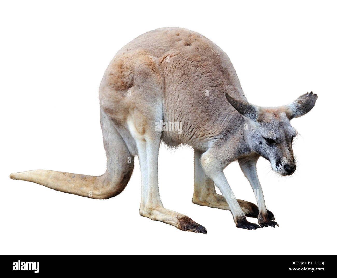 big, large, enormous, extreme, powerful, imposing, immense, relevant ...