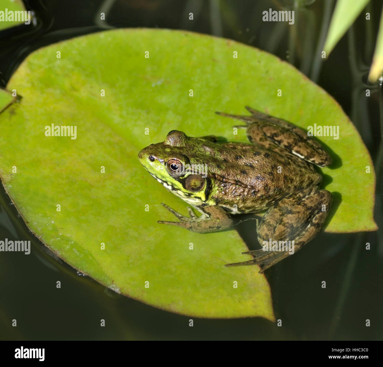 leaf, animal, amphibian, outdoor, wet, frog, wildlife, fresh water ...