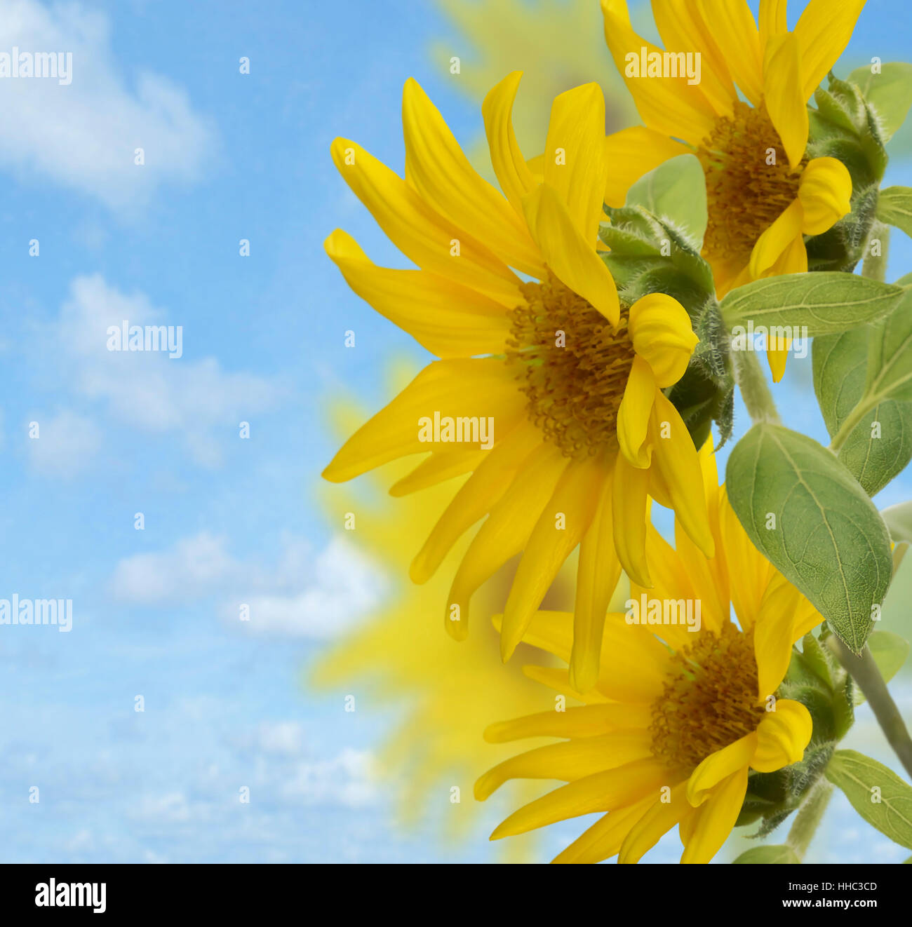 blue, flower, plant, sunflower, outdoor, firmament, sky, yellow, nature ...