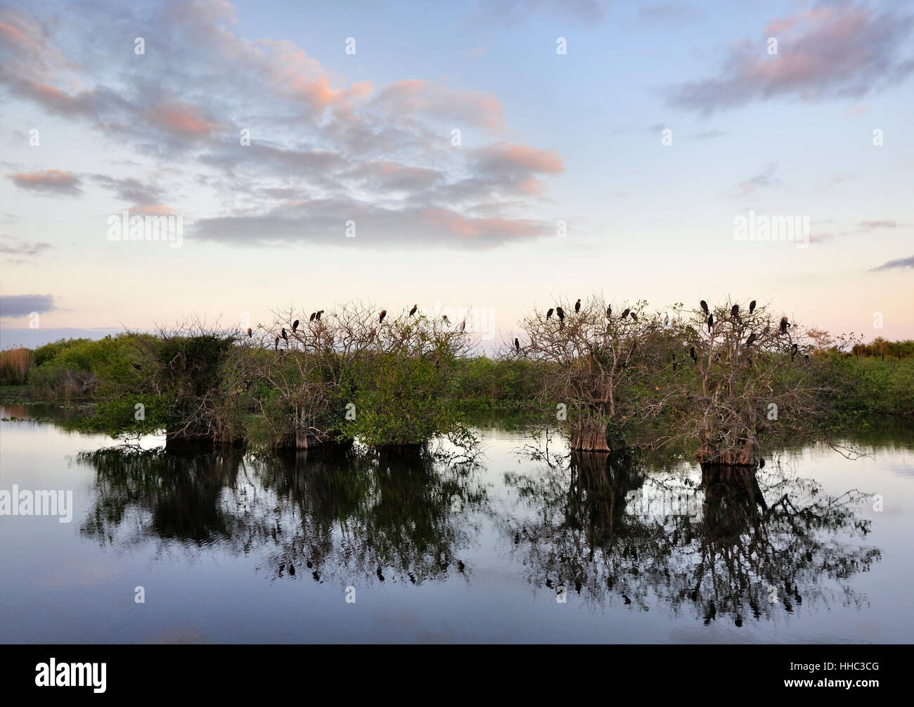 tree, bird, sunset, fresh water, pond, water, lake, inland water, river ...