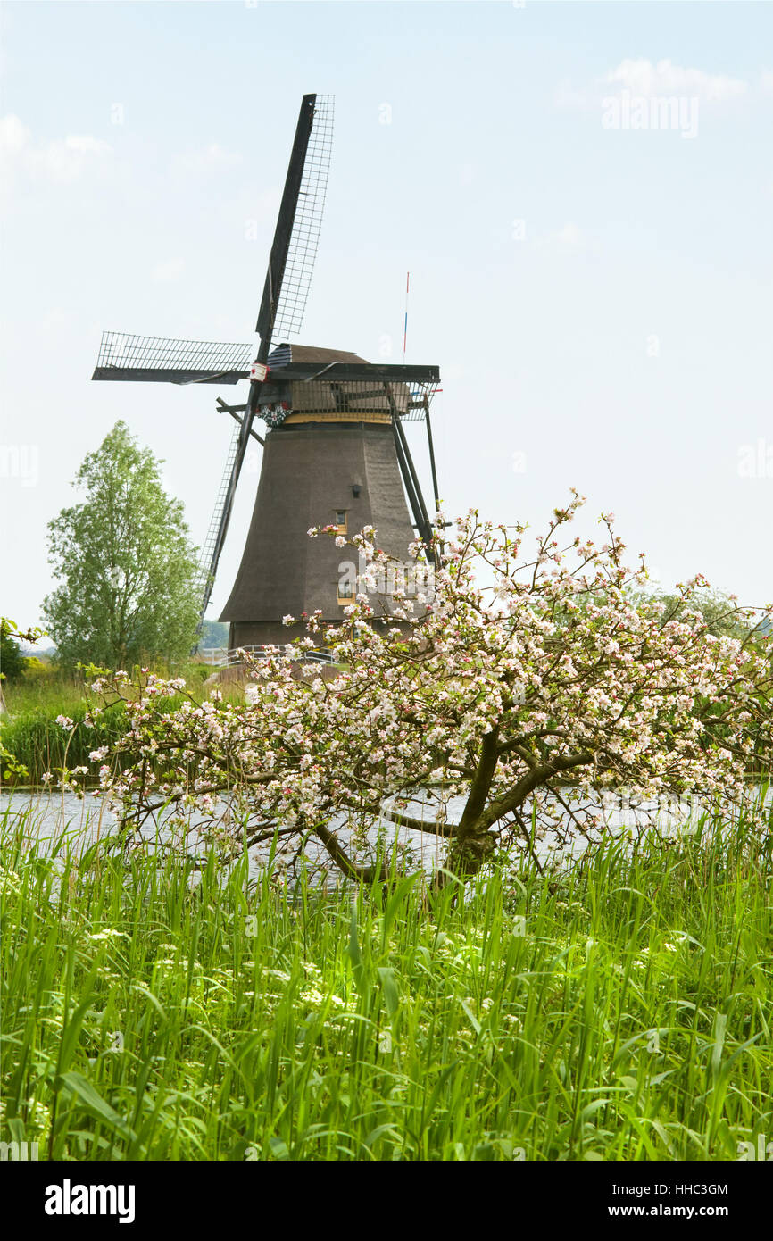holland, windmill, mill, mills, dutch, blue, colour, bloom, blossom ...