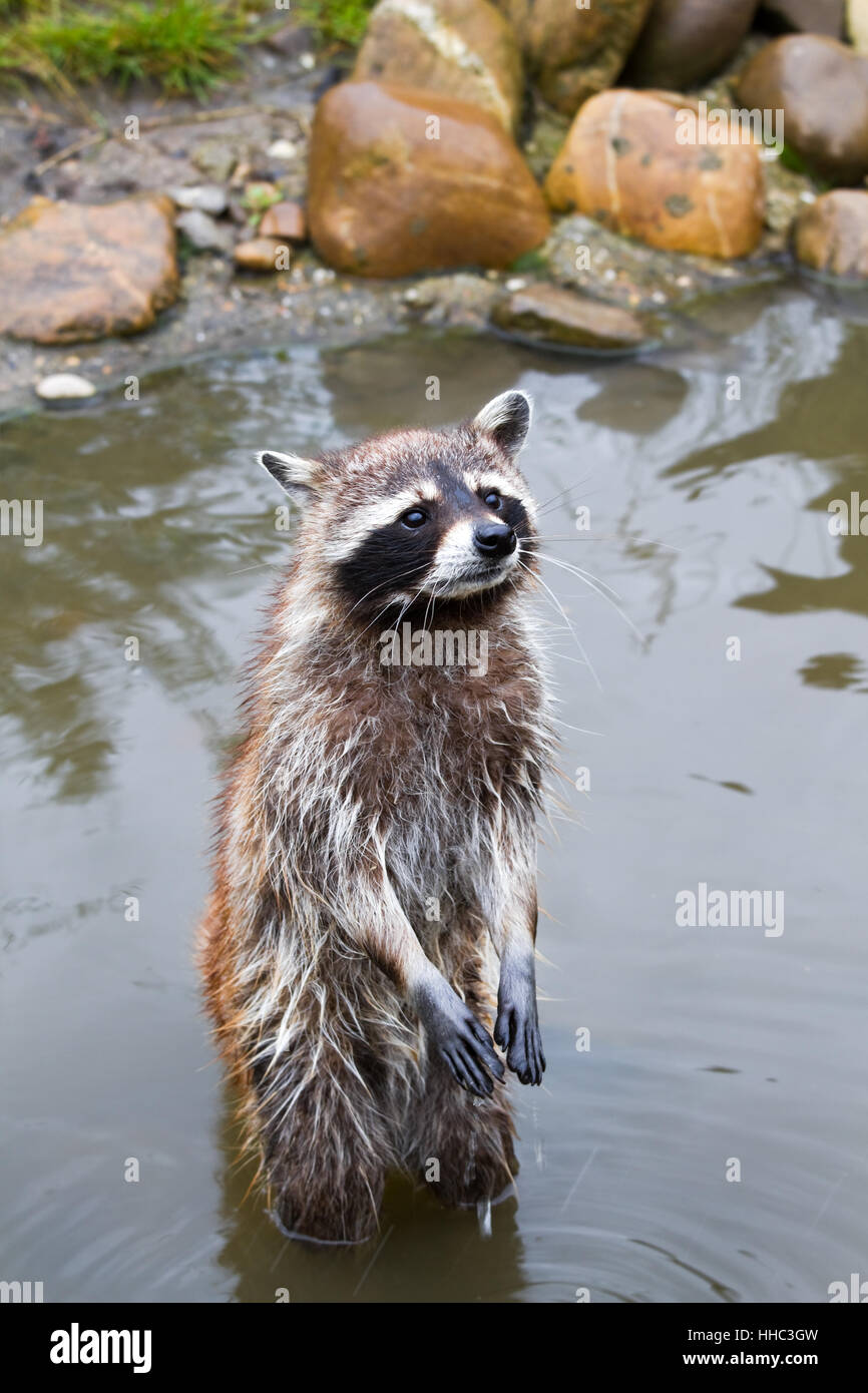 mammal, raccoon, coon, water, food, aliment, american, animal, mammal ...
