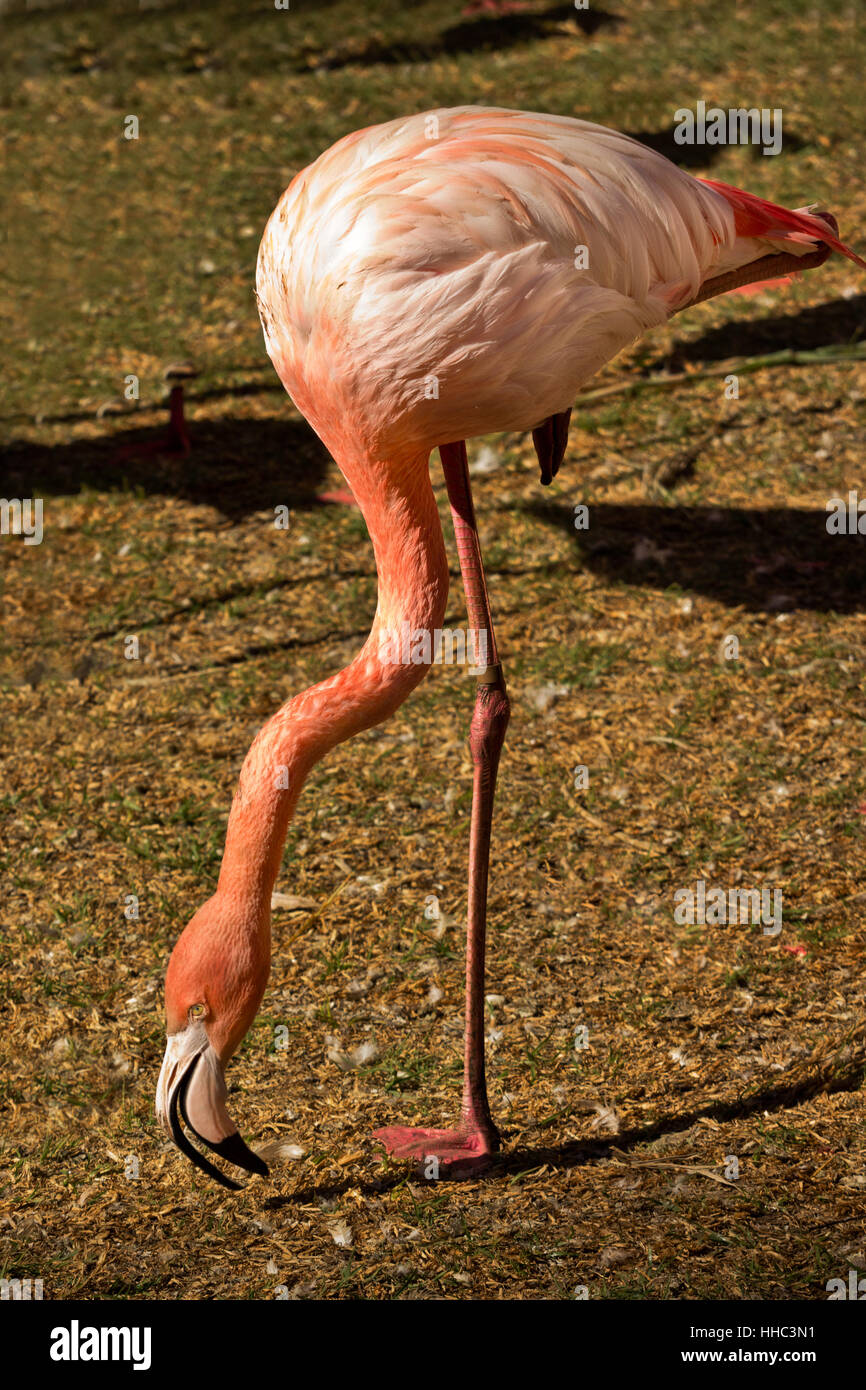 animal, bird, feathers, wildlife, side view, wings, nature, flamingo ...