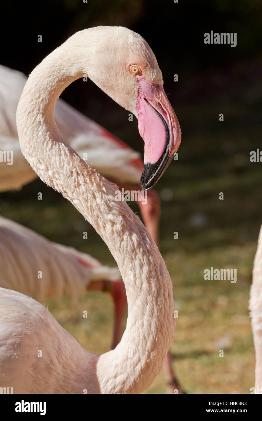 animal, bird, feathers, wildlife, side view, wings, nature, flamingo ...