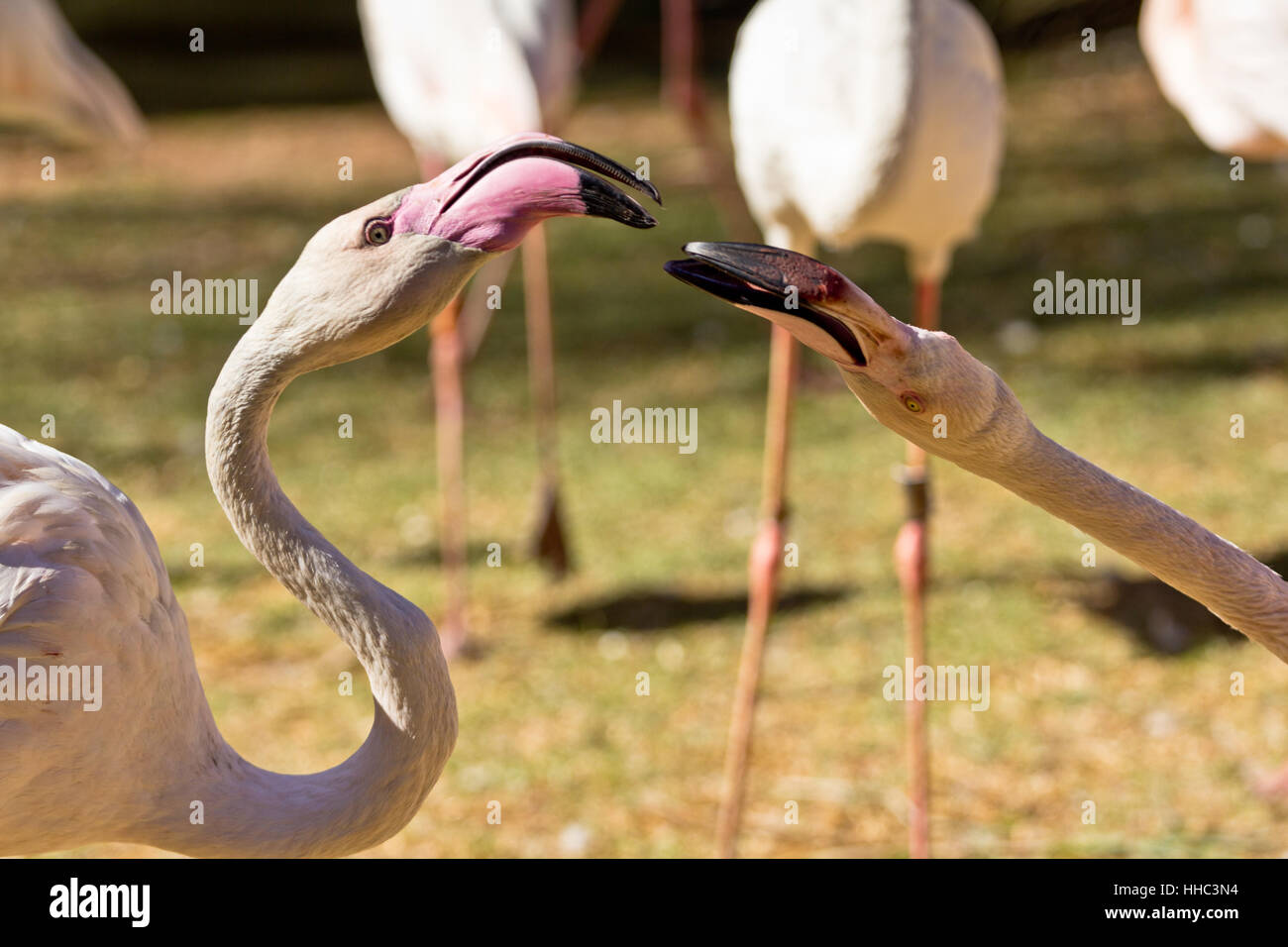 fight, fighting, animal, bird, feathers, wildlife, side view ...