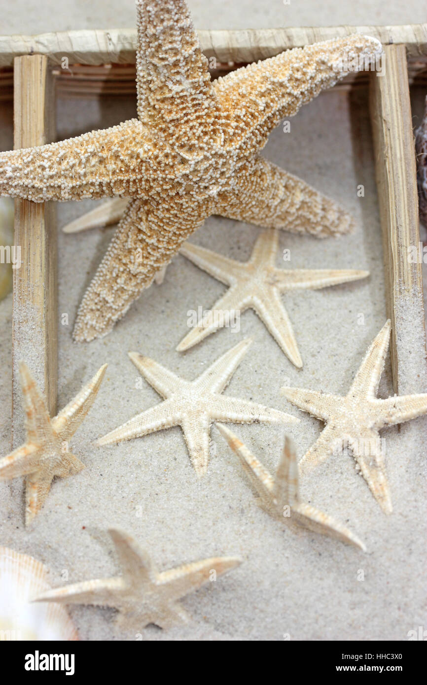 beach, seaside, the beach, seashore, sandy beach, starfish, sea animals ...