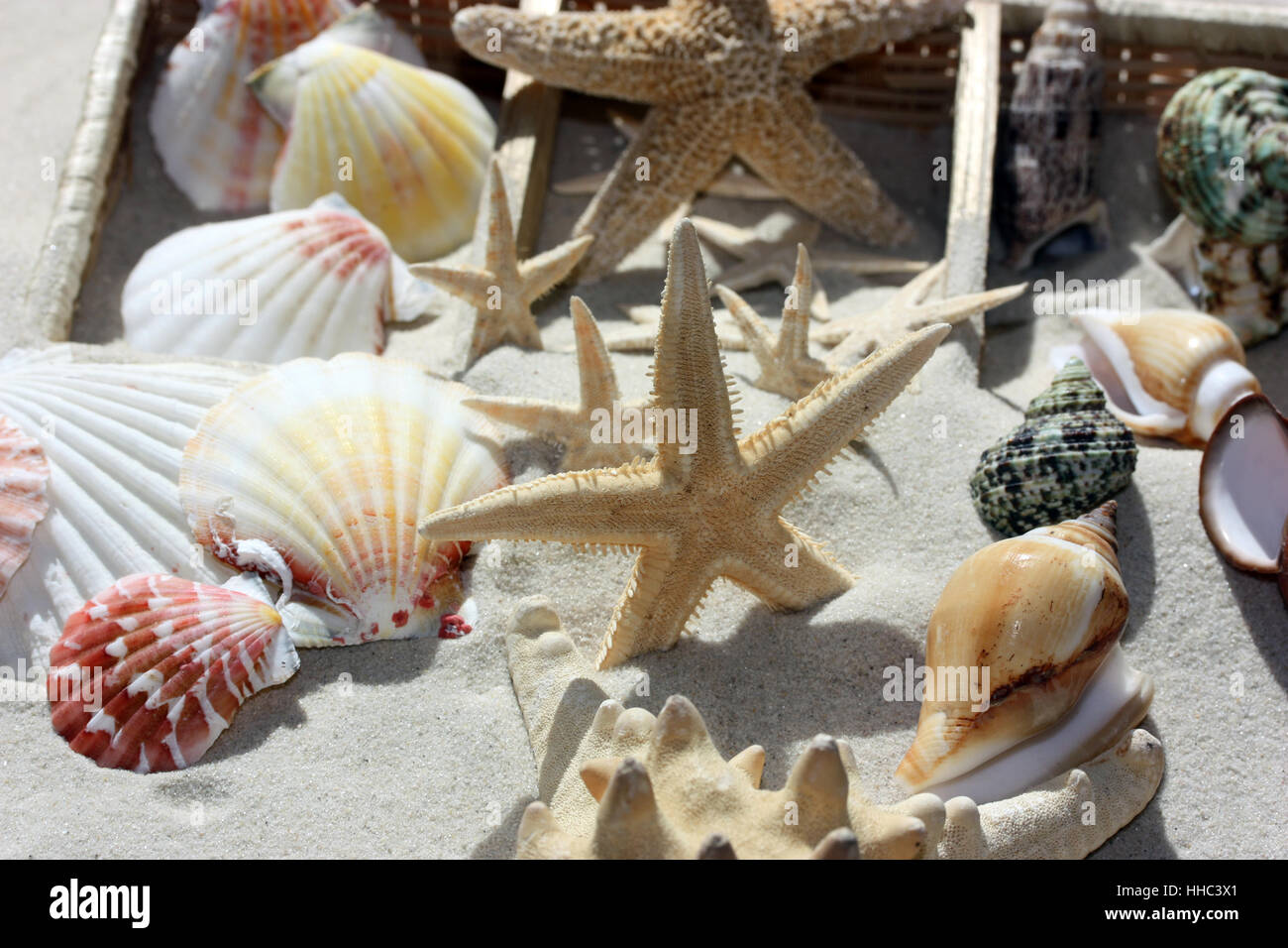 beach, seaside, the beach, seashore, sandy beach, starfish, sea animals ...