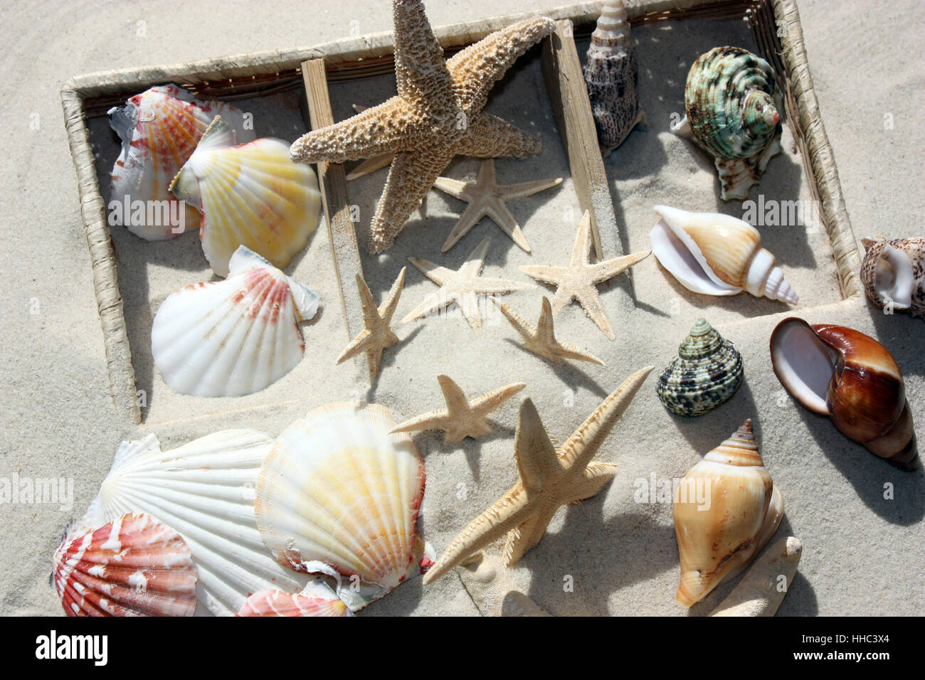 beach, seaside, the beach, seashore, sandy beach, starfish, sea animals ...