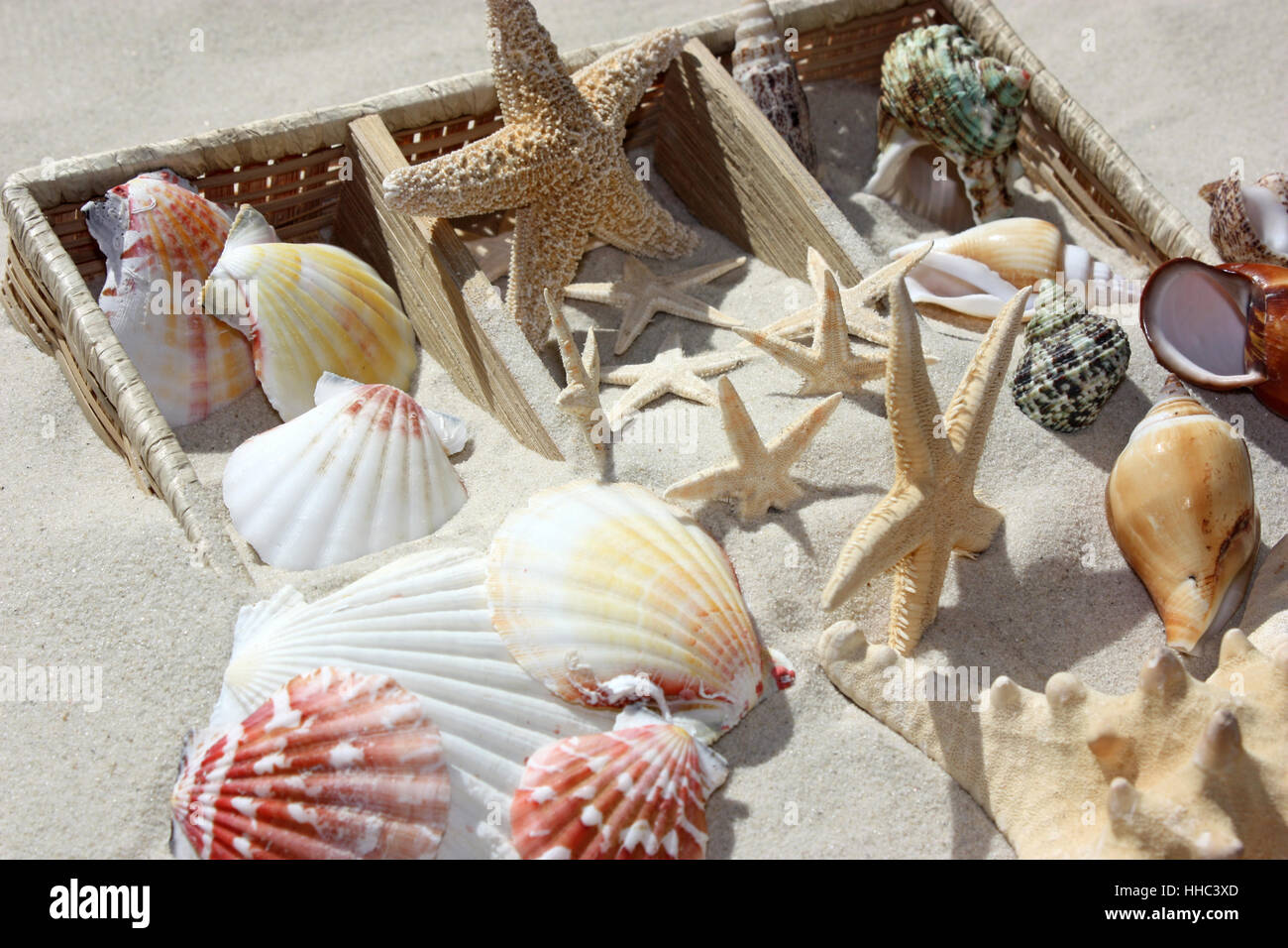 beach, seaside, the beach, seashore, sandy beach, starfish, sea animals ...
