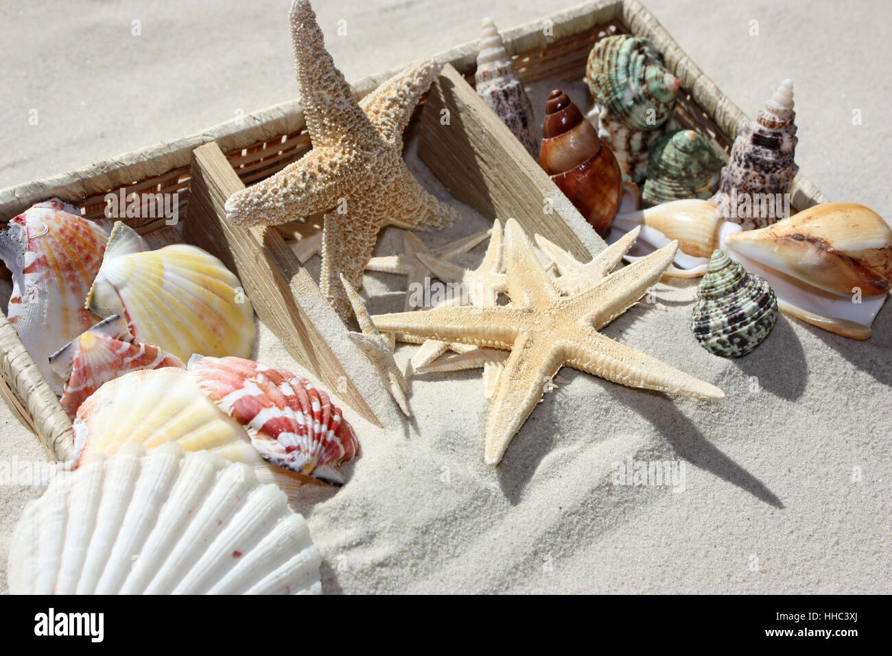 beach, seaside, the beach, seashore, sandy beach, starfish, sea animals ...