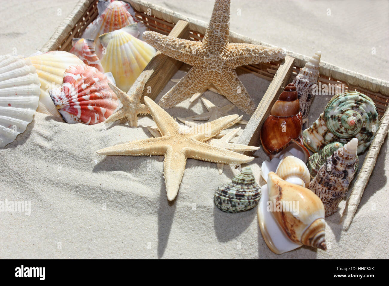 beach, seaside, the beach, seashore, sandy beach, starfish, sea animals ...