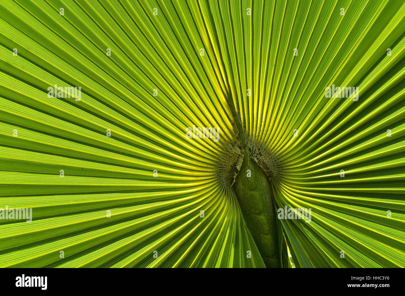 leaf, tree, green, leaves, counter-light, palm tree, nature, leaf ...