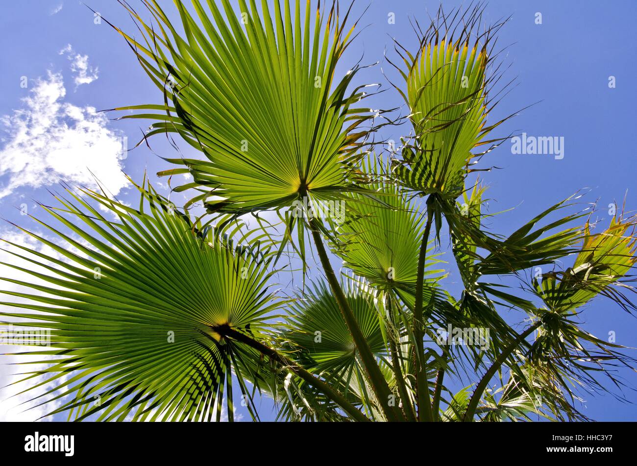 leaf, tree, green, leaves, counter-light, palm tree, nature, leaf ...